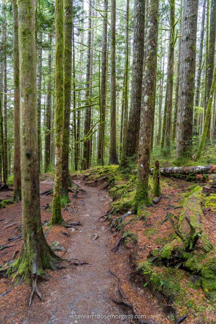 How To Hike Wallace Falls State Park Trail In Washington
