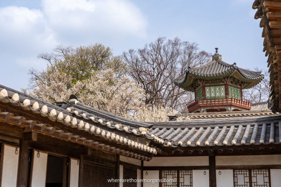 How To Visit Changdeokgung Palace (+ The Secret Garden)