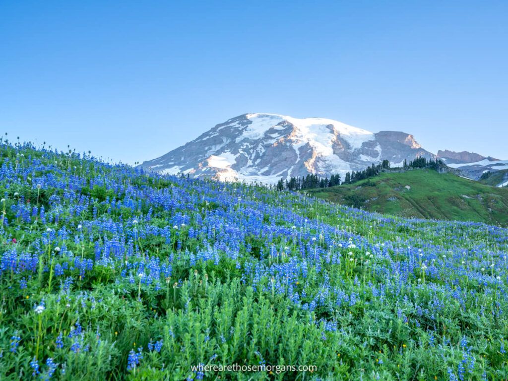 How To Hike Skyline Loop Trail In Mt Rainier