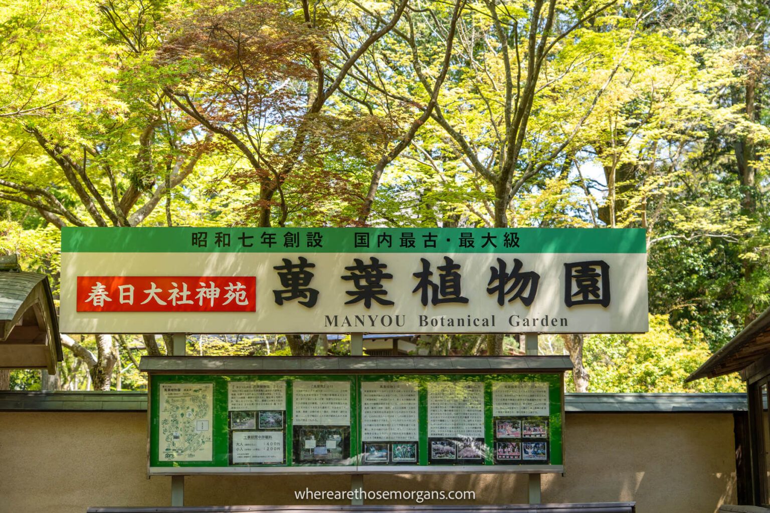 Exactly What To Do In Nara For First Time Visitors