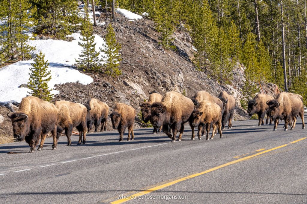 Yellowstone Itinerary 4 Days: Perfect For First Time Visitors